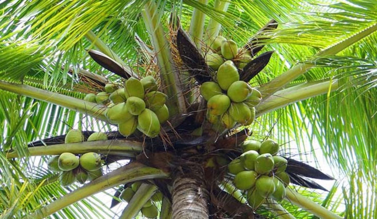Leve Coco - Origem do Coco